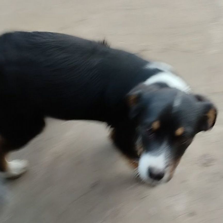 Кому нужна собакаСпасите бездомных собак от гибели