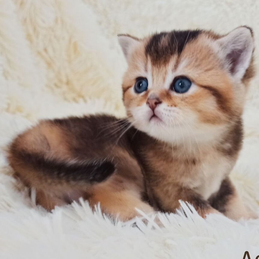 Шотландская золотая шиншилла