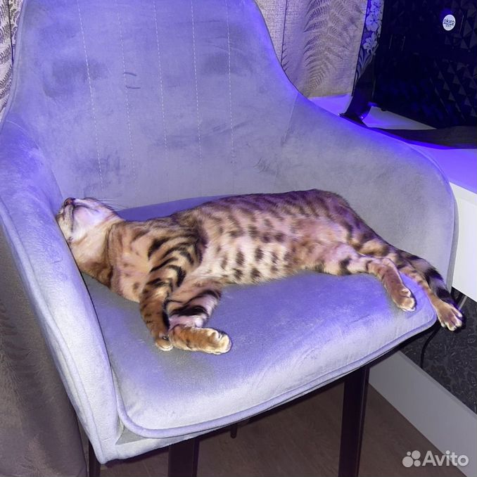 Бенгальская кошка ищет кота