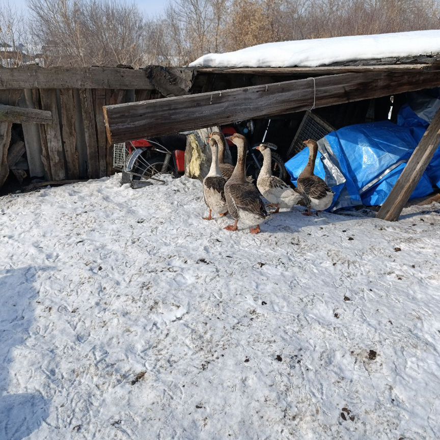Гуси на развод
