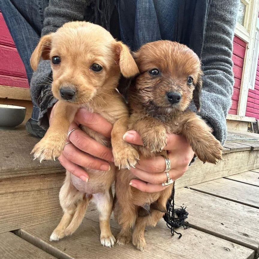 Щенята мелкаши в добрые руки