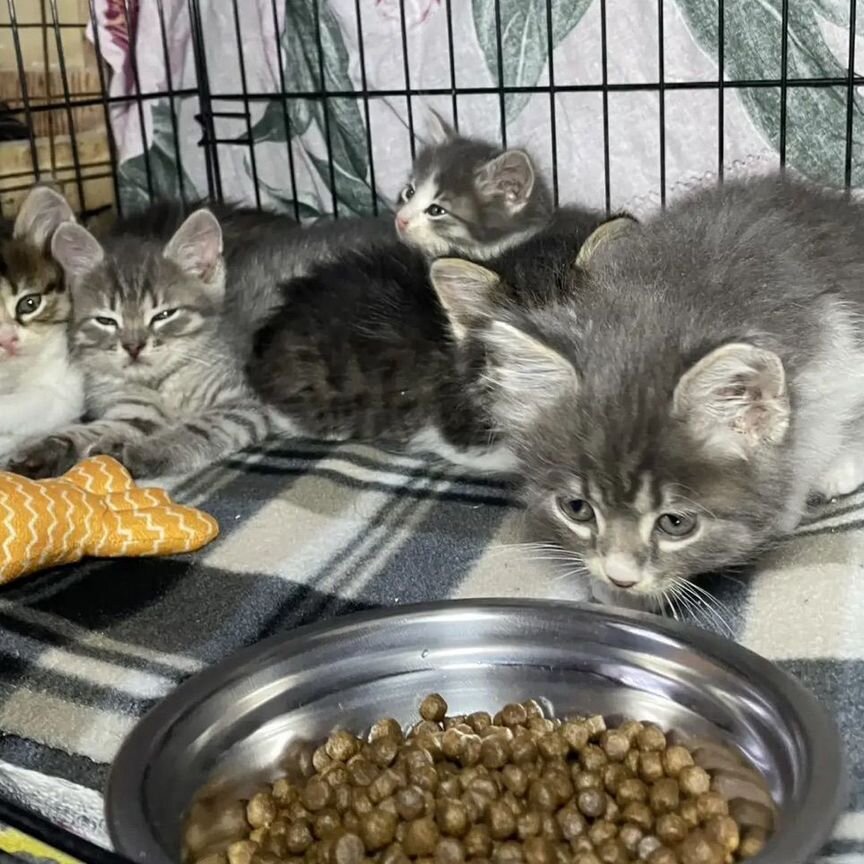 Котёнок в добрые руки