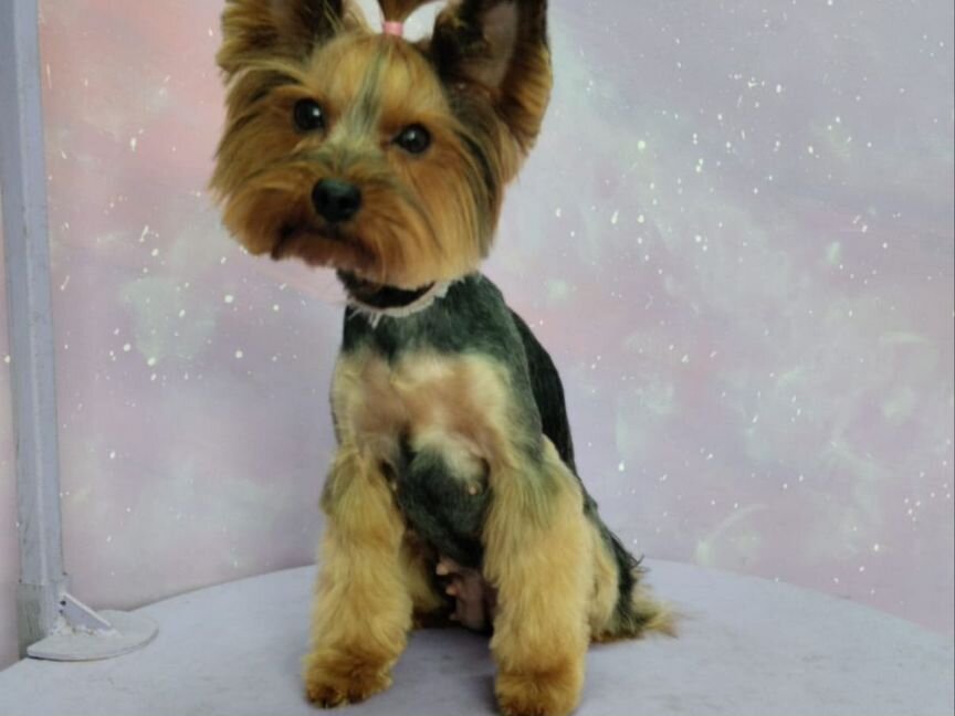 Йоркширский терьер щенки