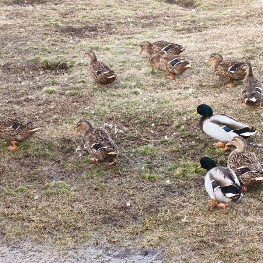 Подсадные утки