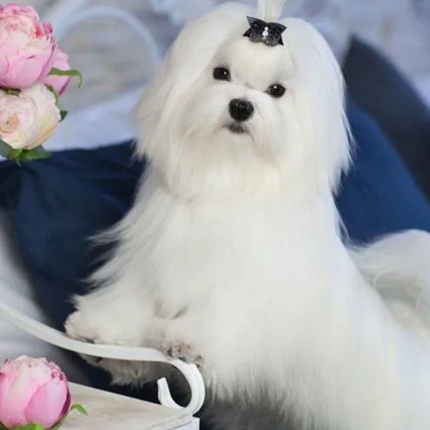 Мальтийская болонка, щенок