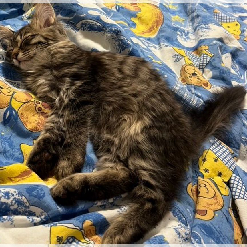 Котёнок в добрые руки