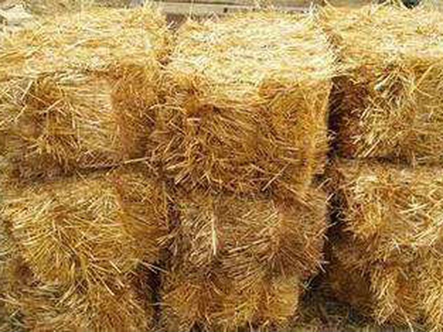 Сено солома гороховая