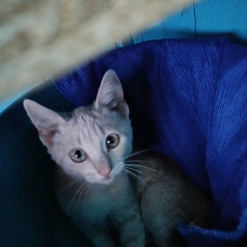 Котята в добрые руки бесплатно