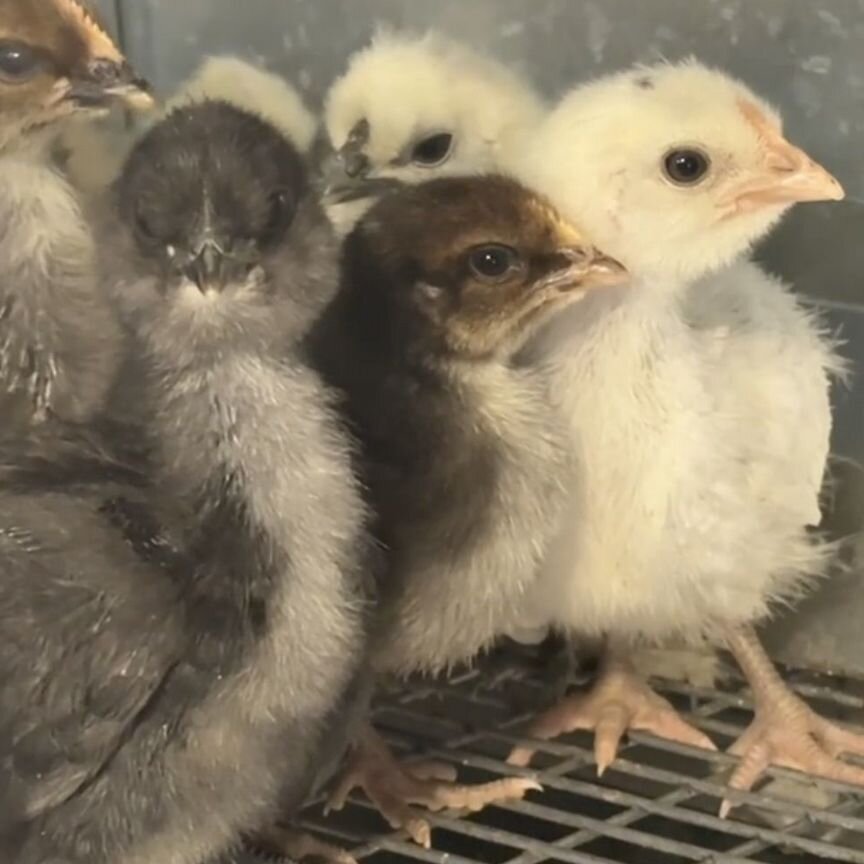 Продам цыплят от кур с цветным яйцом