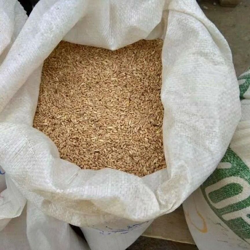 Пшеница ячмень