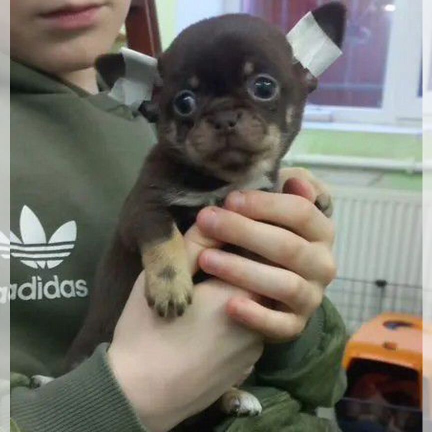 Чихуахуа, щенок