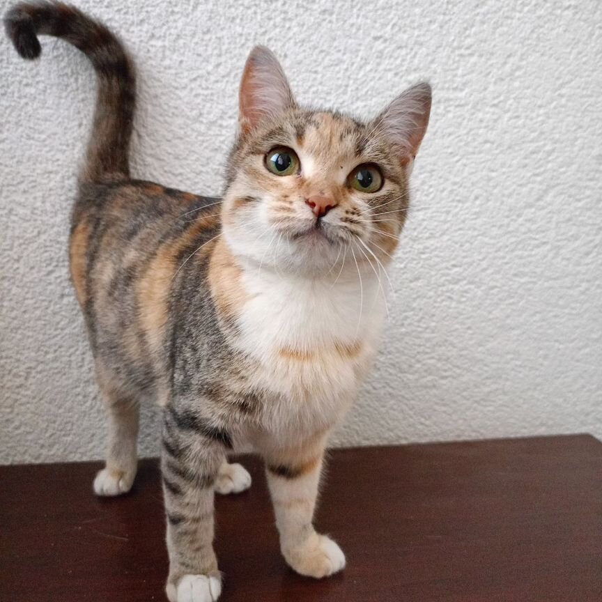 Кошечка в добрые руки