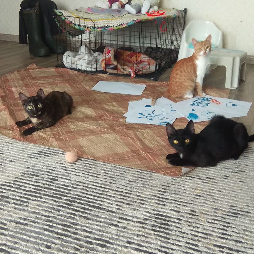 Котята в добрые руки