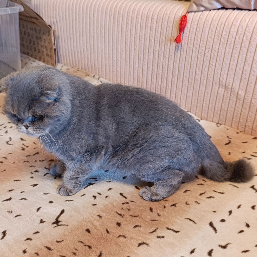 Британская короткошёрстная, взрослая кошка