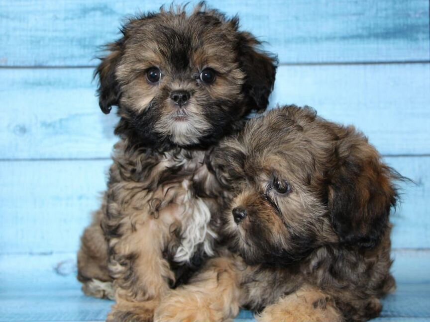 Щенки Шипу, Мальтипу