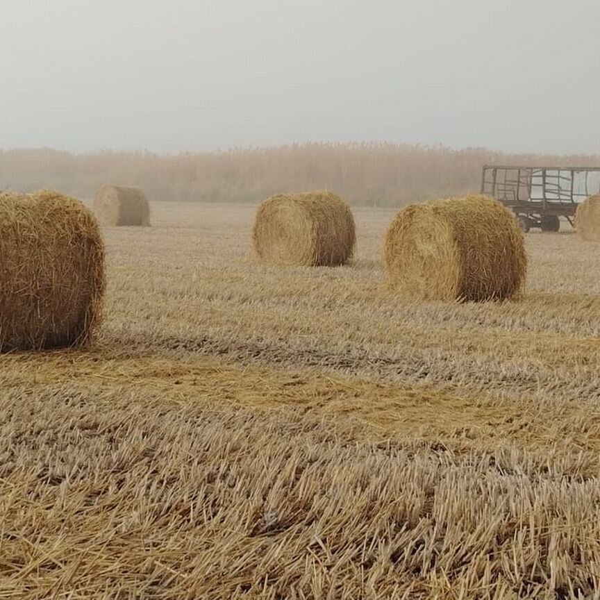 Солома рисовая в рулонах
