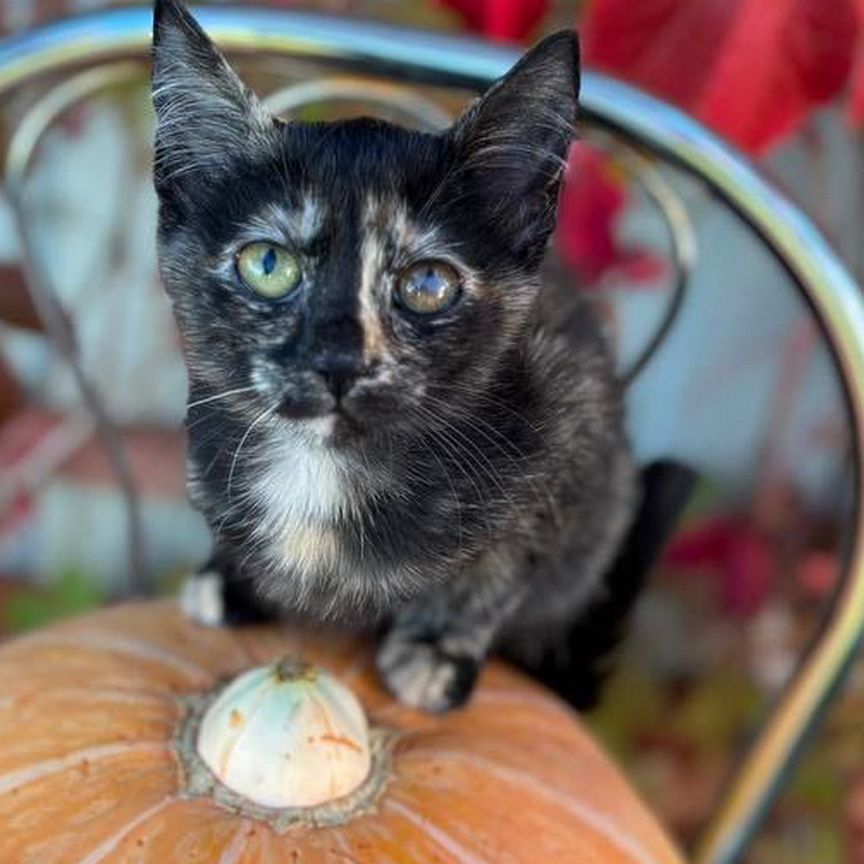 Котенок девочка трехцветная