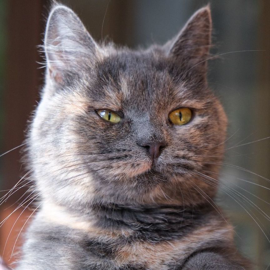 Именно этот окрас