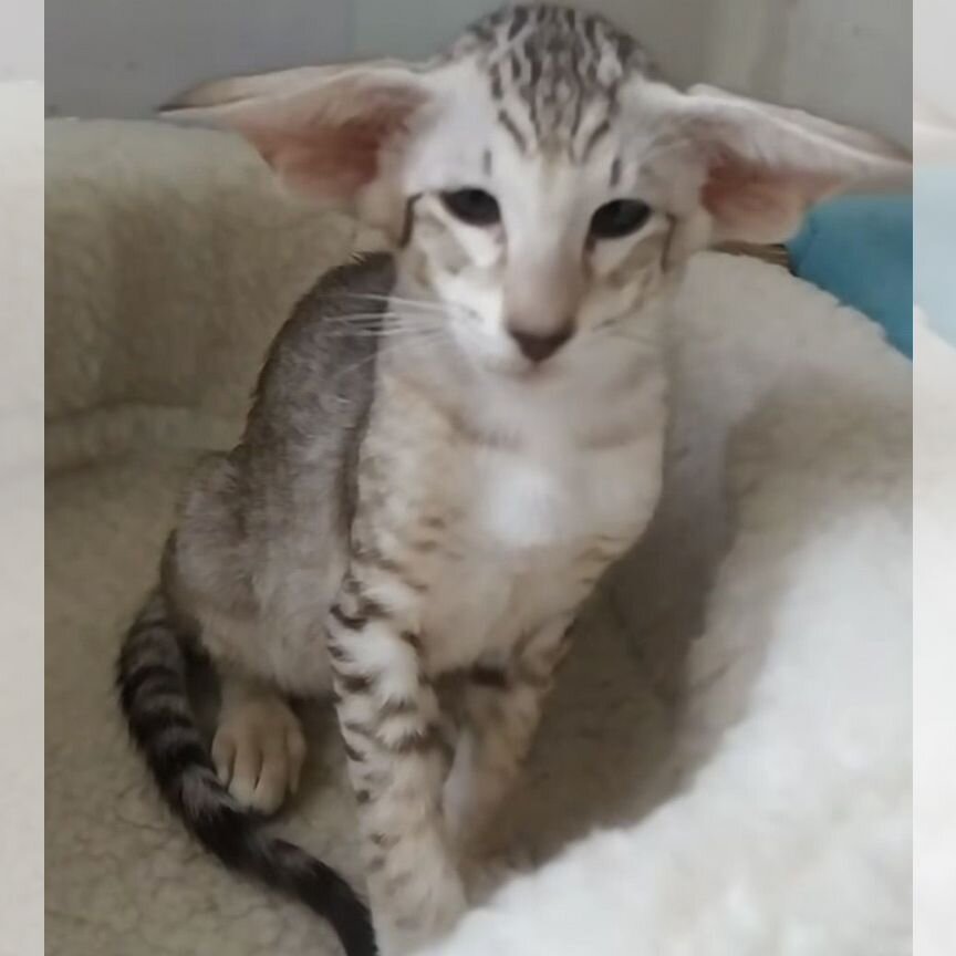 Ориентальный котёнок