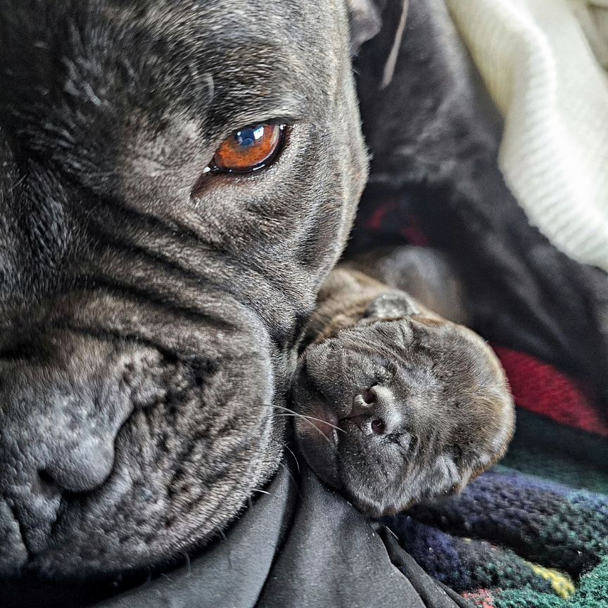 Стаффордширский бультерьер