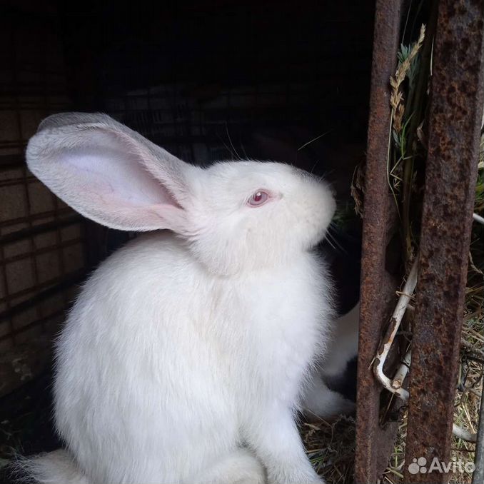 Калифорнийские кролики