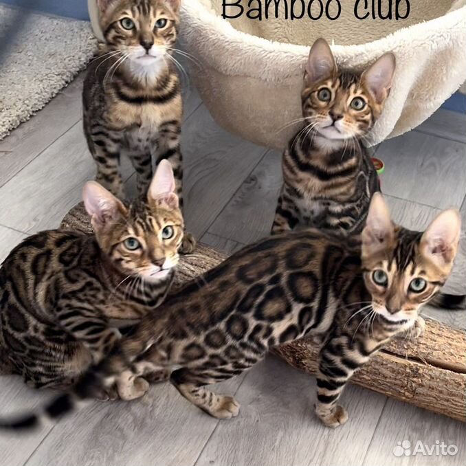 Бенгальские котята шоу класс