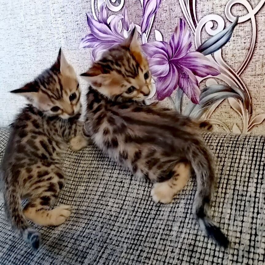 Бенгальская