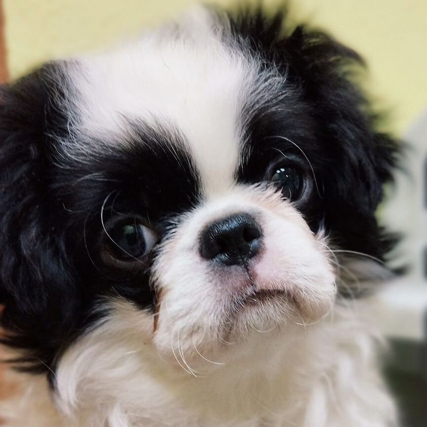 Мальчик японского хина