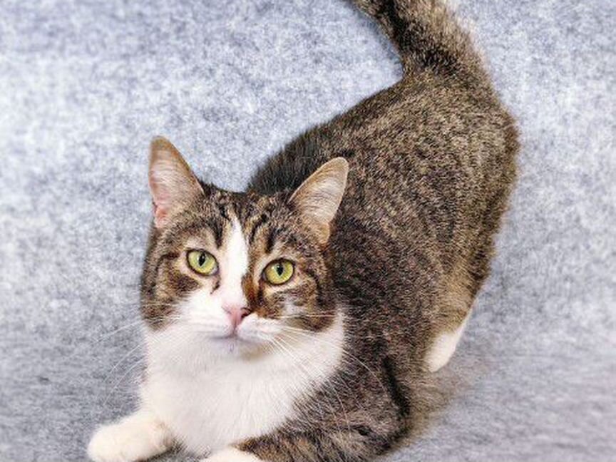 Котейка Поночка