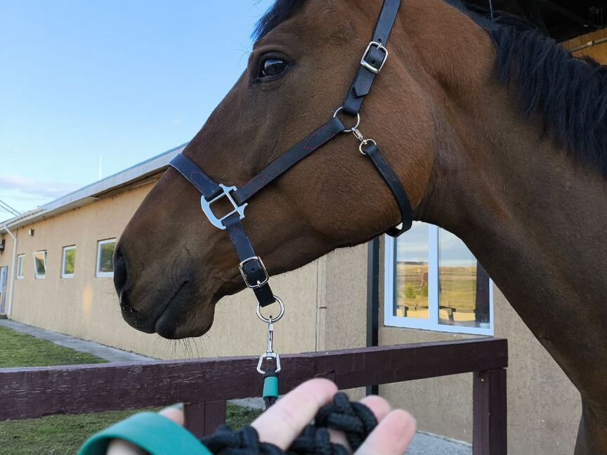 Конная амуниция из кожи и биотана