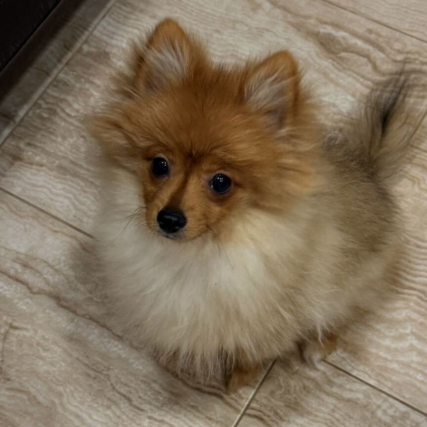 Померанский шпиц, щенок