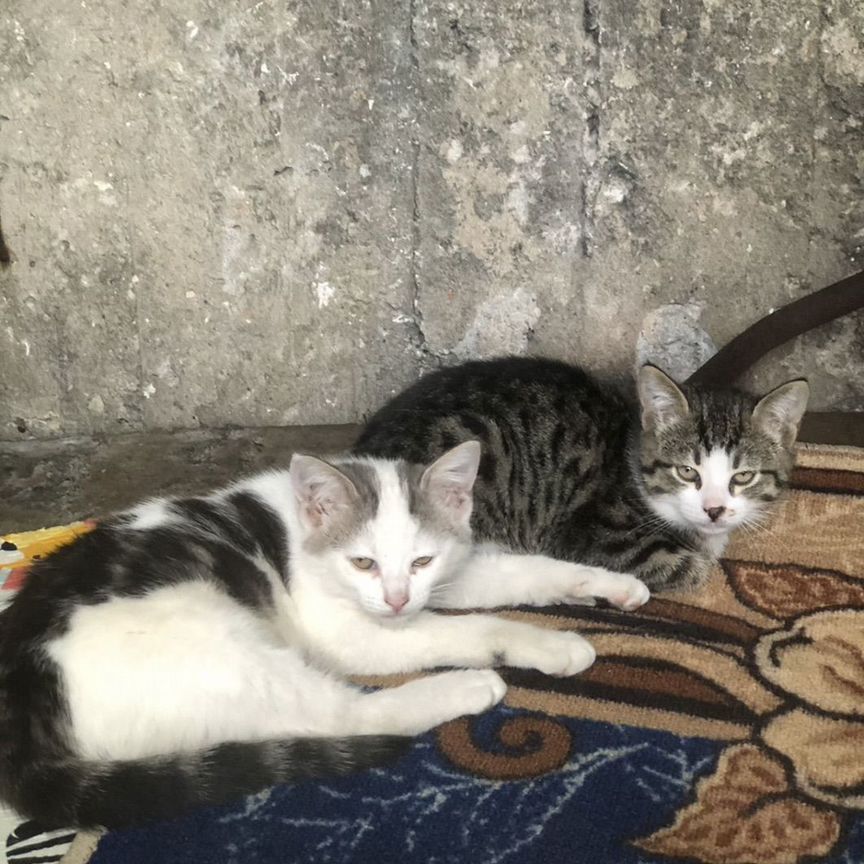 Котята в добрые руки