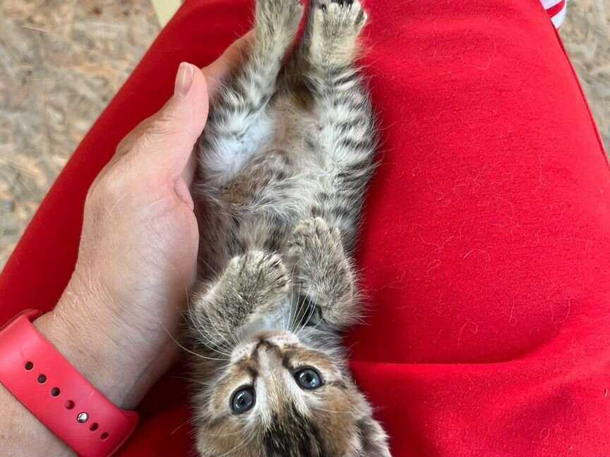 Котенок в добрые руки
