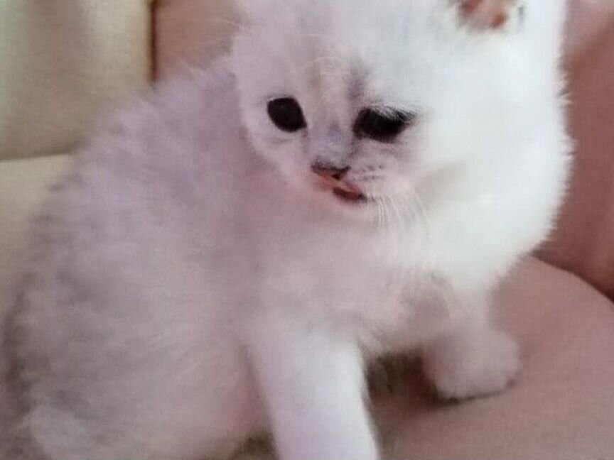 Британские серебристые шиншилки