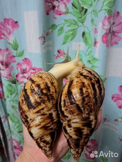 Ахатина ретикулята альбино и стандарт