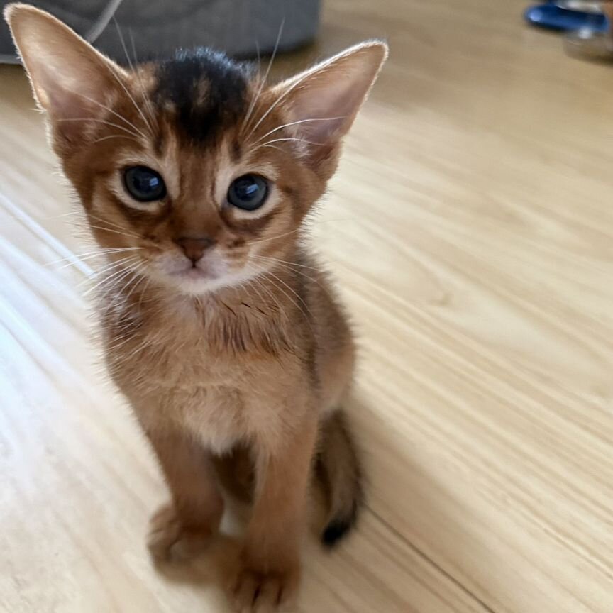 Абиссинский котёнок