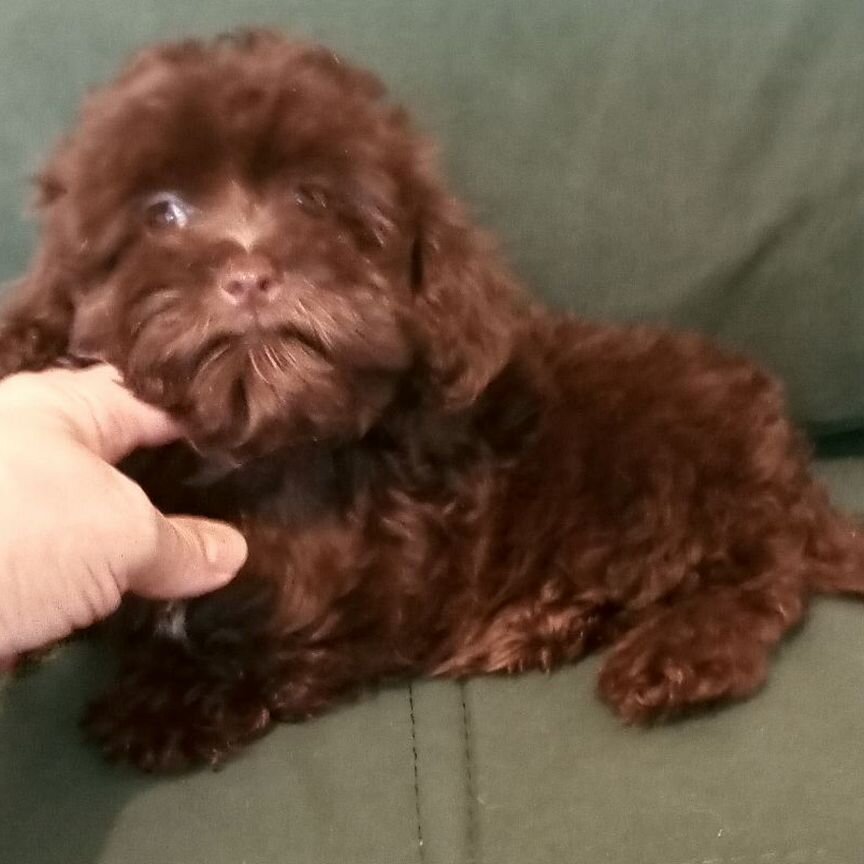 Той-пудель, щенок