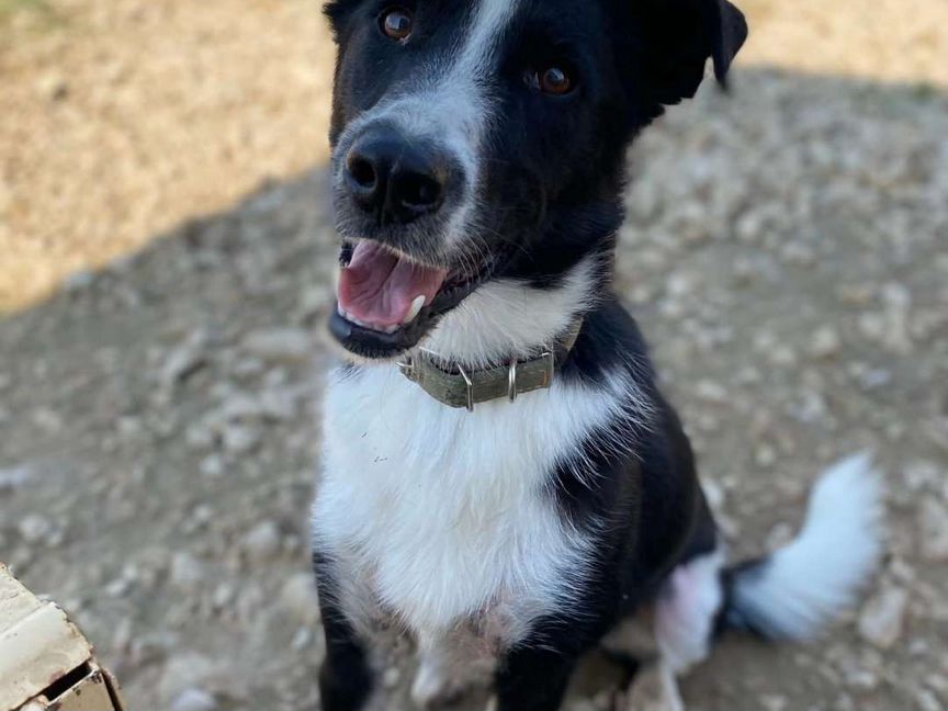 Собака в добрые руки