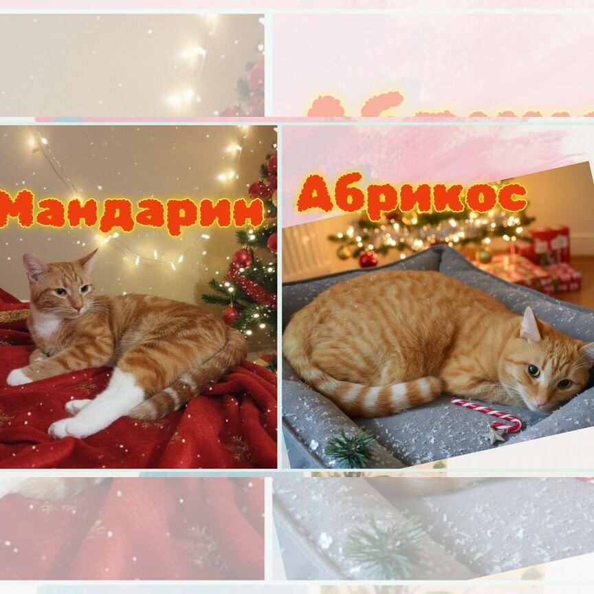 Взрослый кот в добрые руки