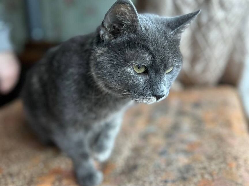 Кошка