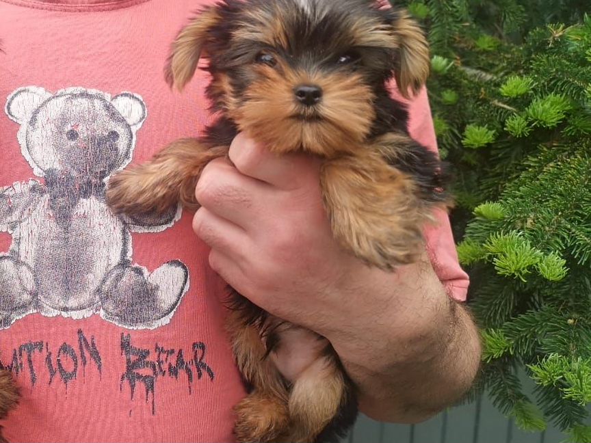 Кукольные мальчики йорки