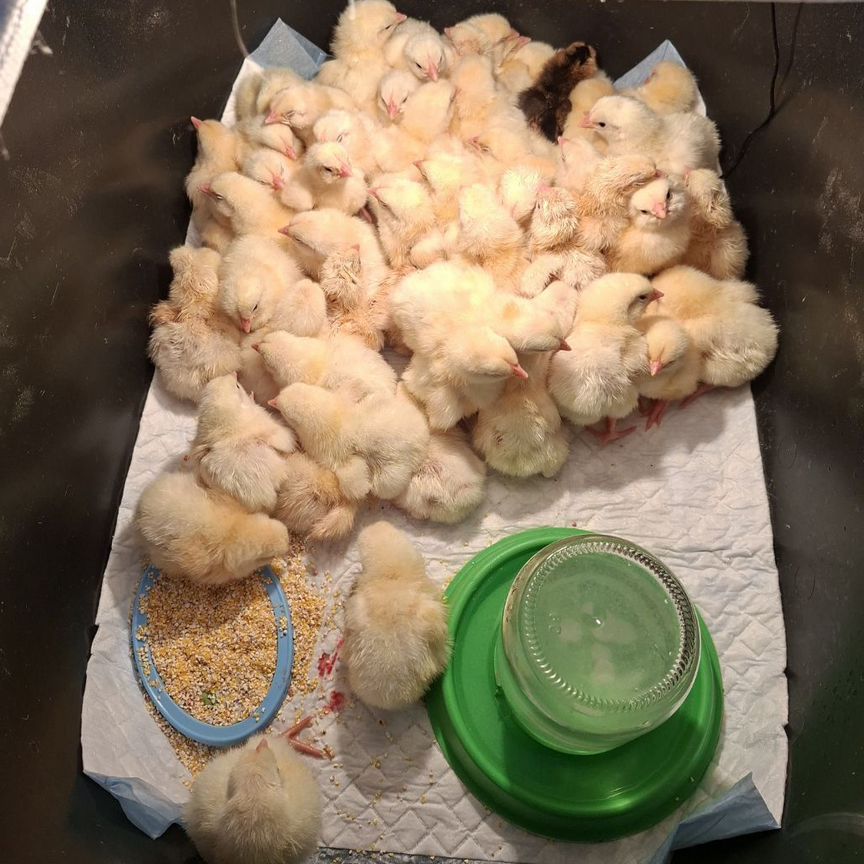 Цыплята бройлеры суточные