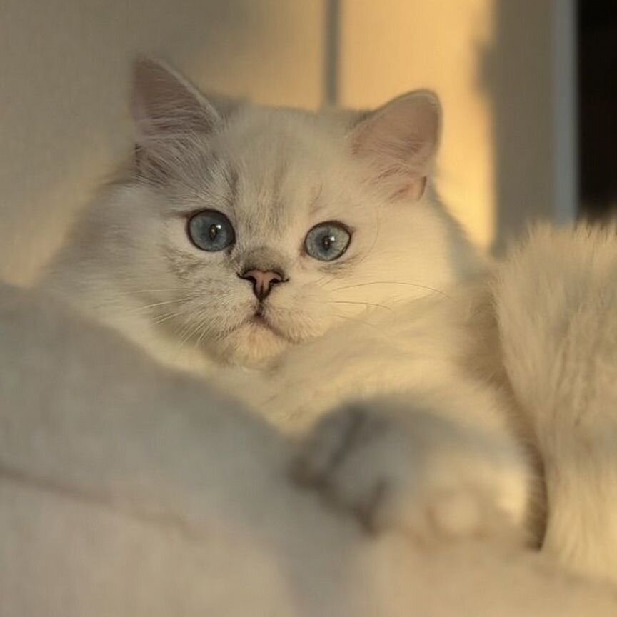 Шотландский прямоухий длинношёрстный котёнок