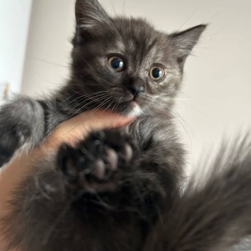 Шотландский прямоухий короткошёрстный котёнок
