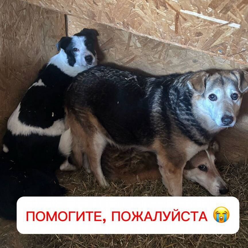 Взрослый пёс в добрые руки