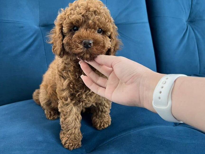 Щенки карликового пуделя, красные