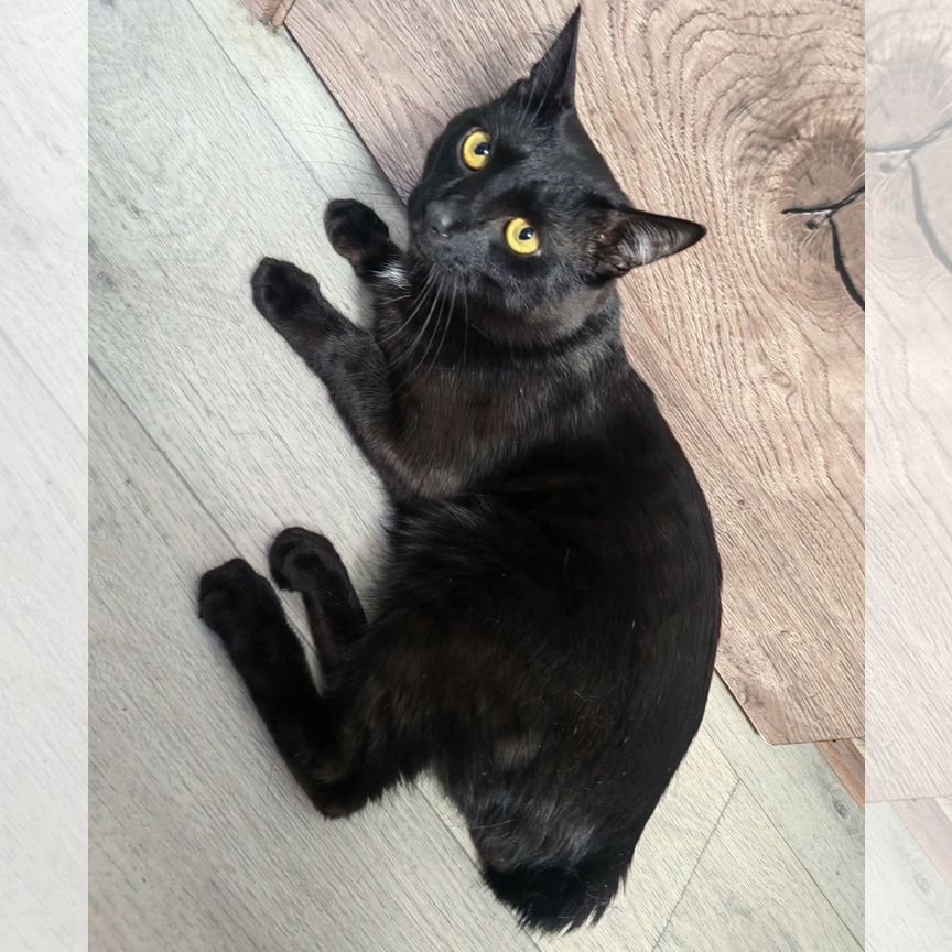 Взрослый кот в добрые руки