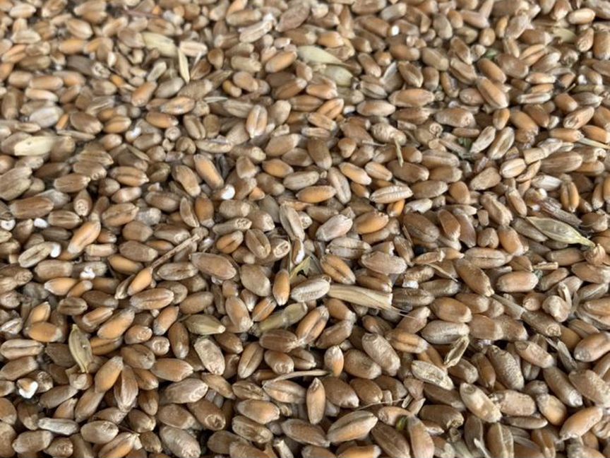 Пшеница кормовая