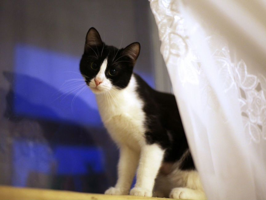 Таша ищет дом