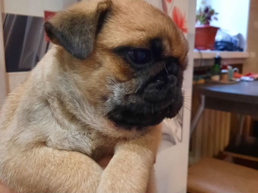 Мопсик щенок мальчик